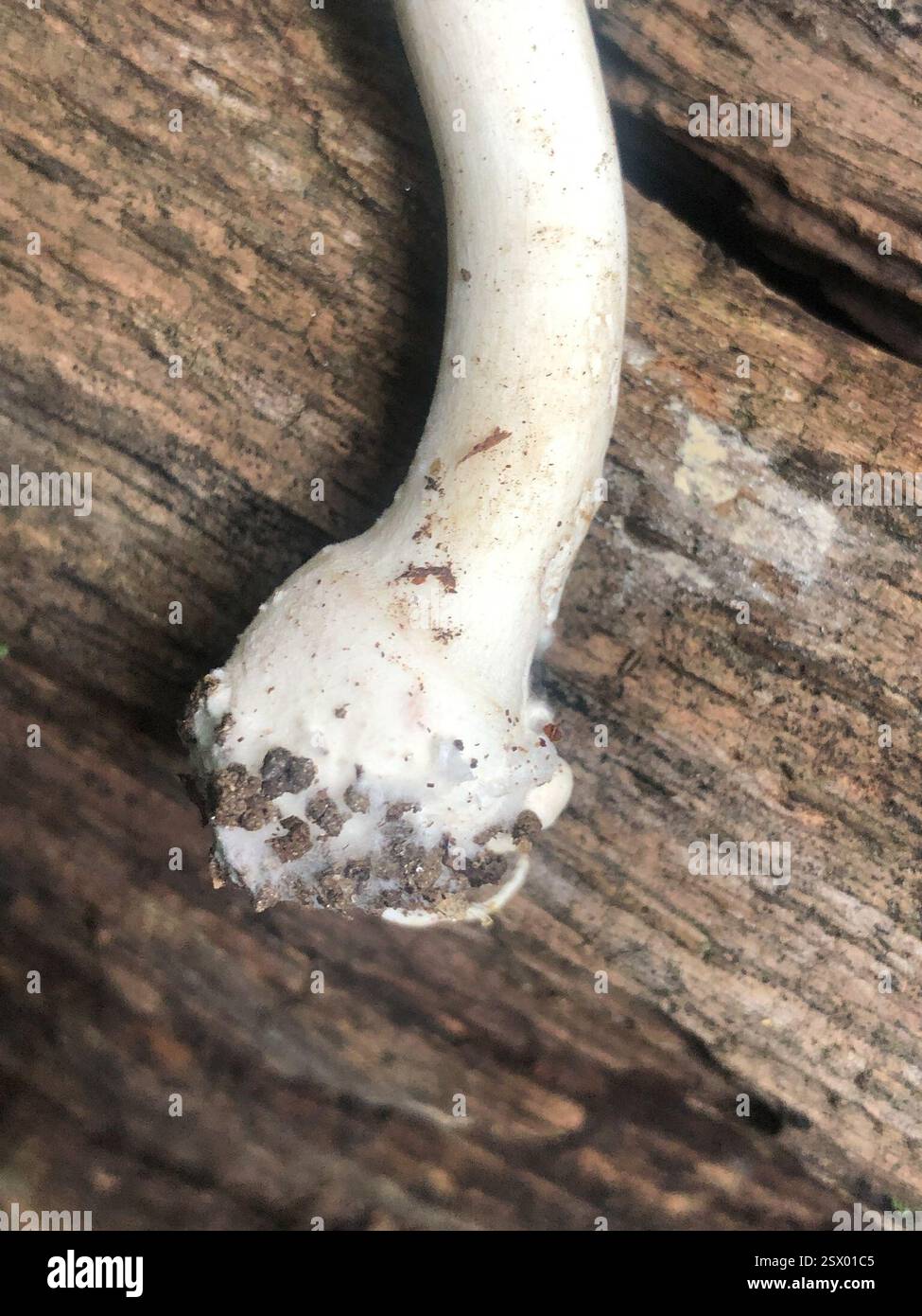 field and button mushrooms (Agaricus), Fungi, Maryland, US, Phenolic ...