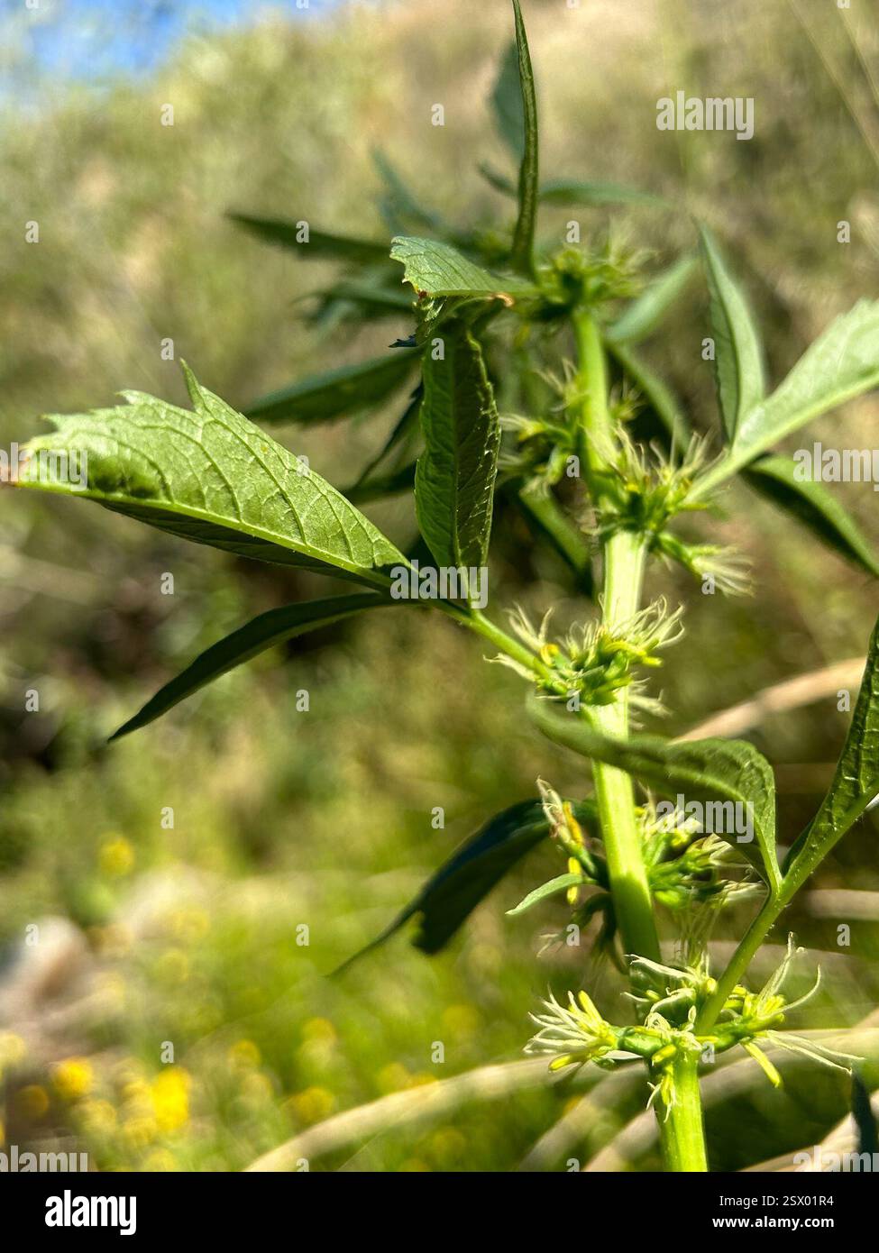 durango root (Datisca glomerata), Plantae, Calf Canyon Hwy, Santa Margarita, CA, US Stock Photo ...