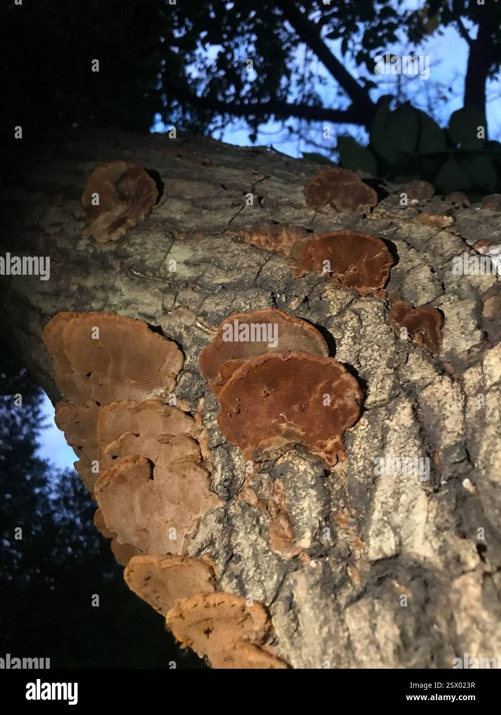 bracket fungi (Polyporaceae), Fungi, Zavalla, Santa Fe, AR Stock Photo ...
