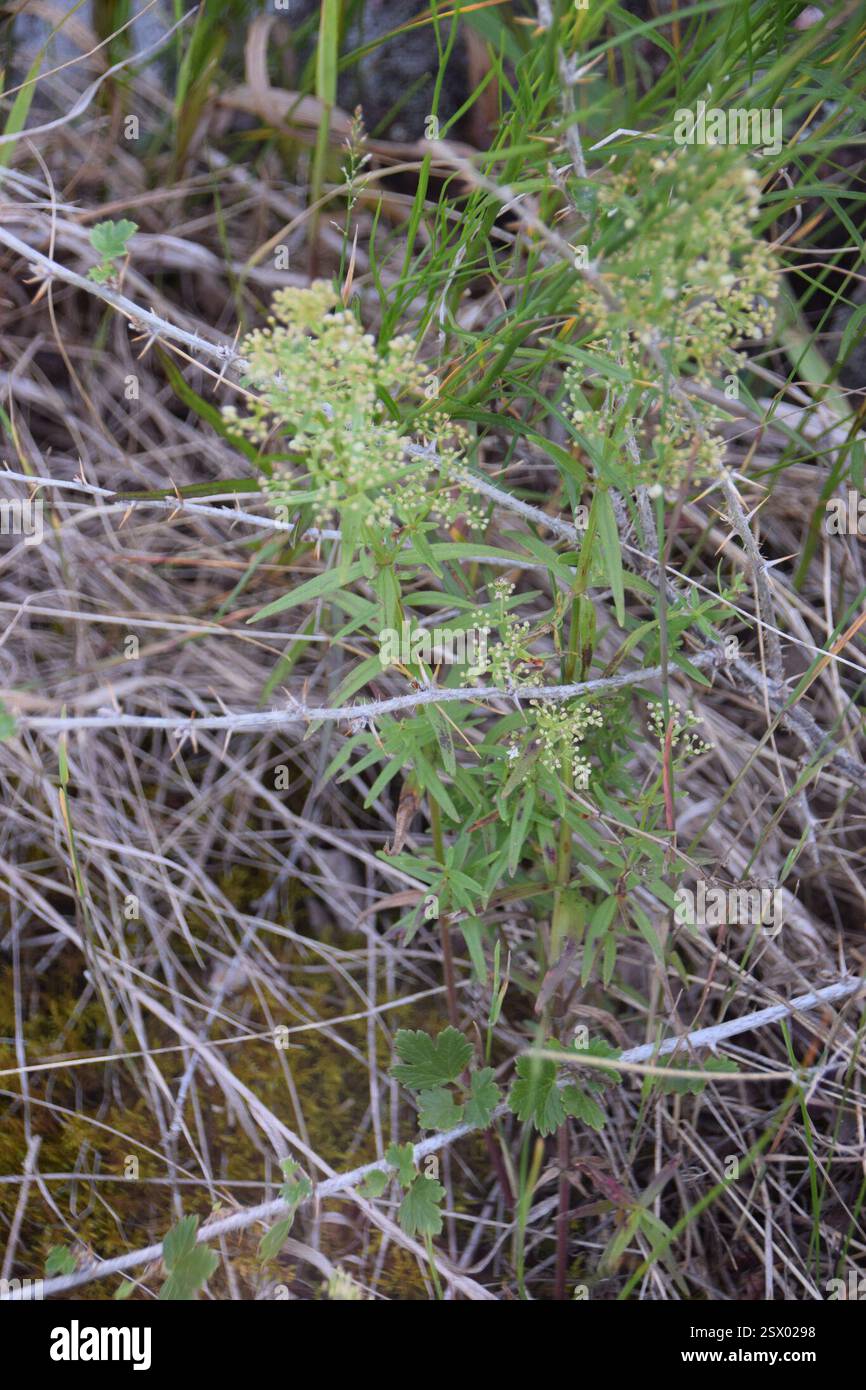 Northern Bedstraw (Galium boreale), Plantae, Powerview, Powerview-Pine ...