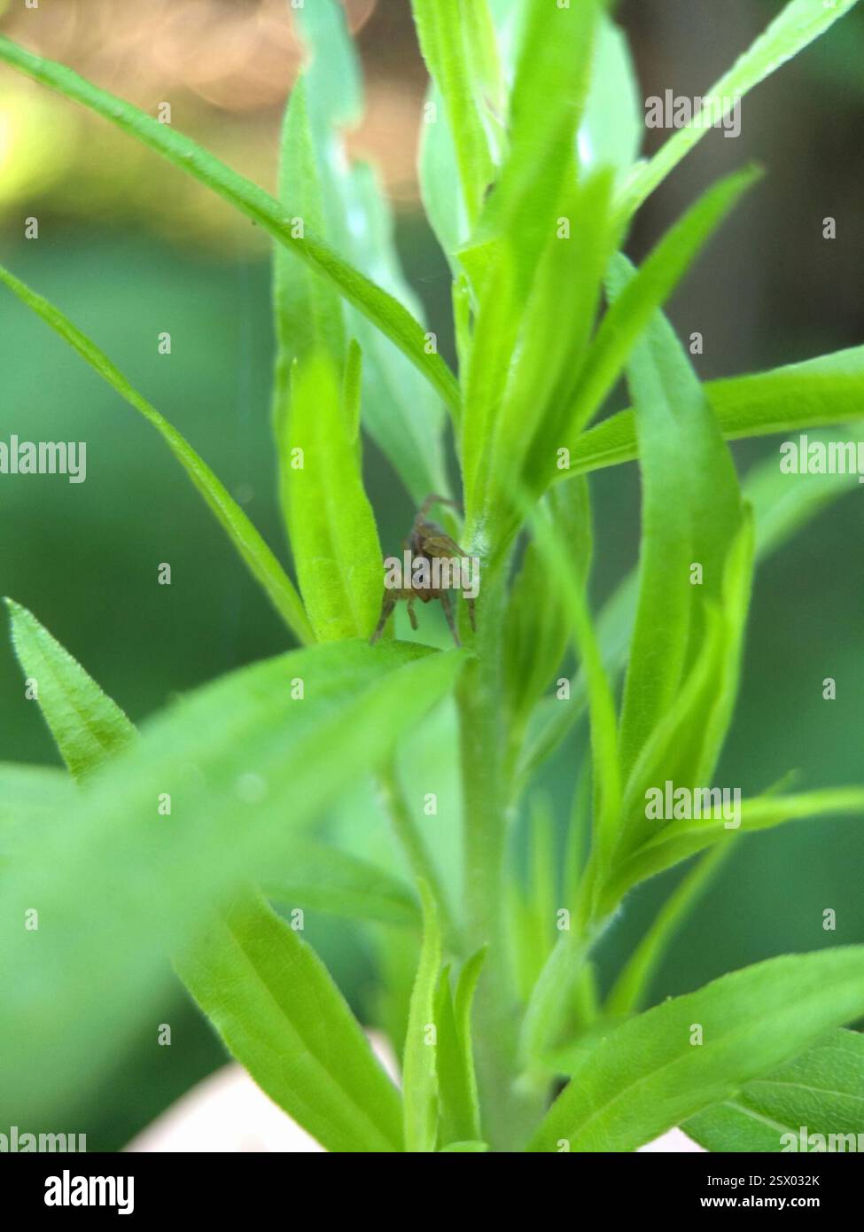 Wolf Spiders (Lycosidae), Arachnida, Rosedale, Toronto, ON, Canada ...