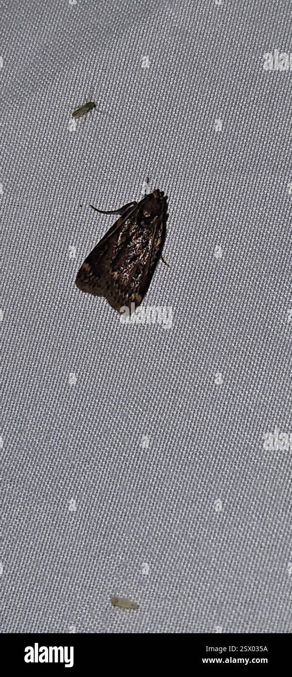 Grease Moth (Aglossa cuprina), Insecta, Central Topeka 2, Topeka, KS ...
