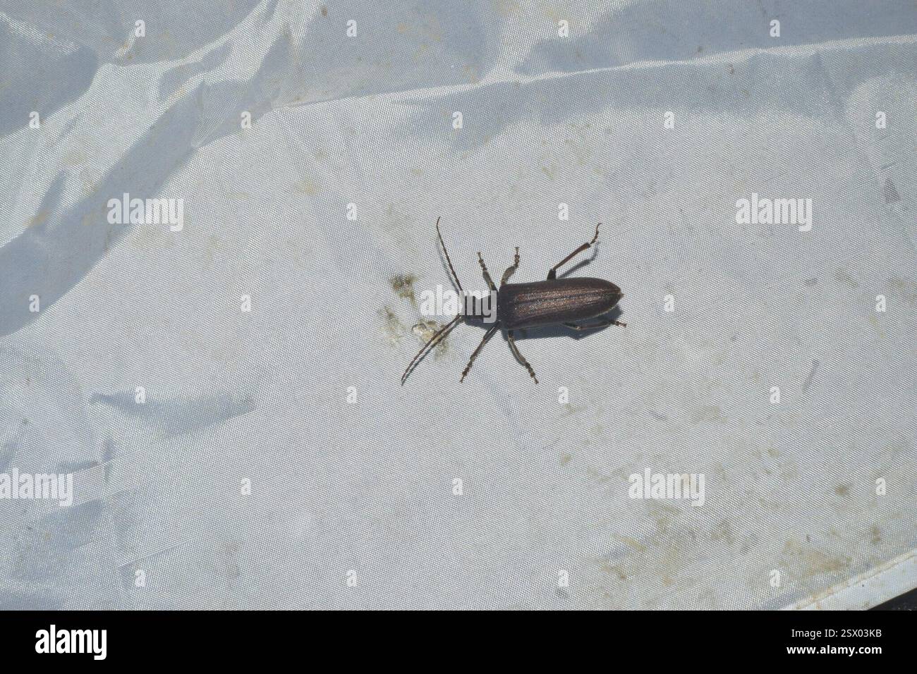 Philus hi-res stock photography and images - Alamy