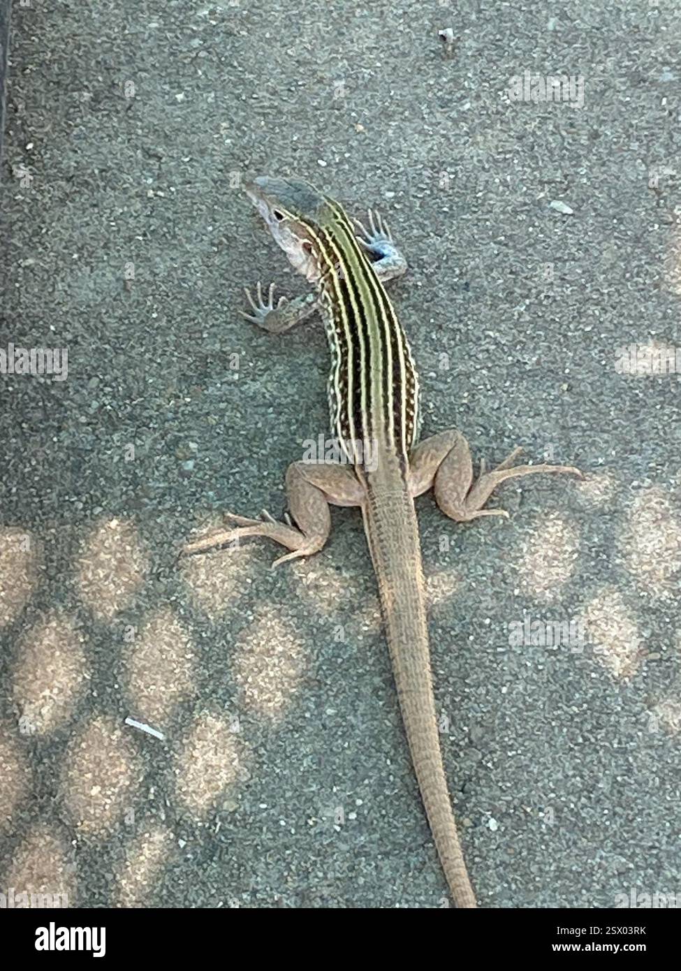 Common Spotted Whiptail (Aspidoscelis gularis), Reptilia, N Fannin Ave ...