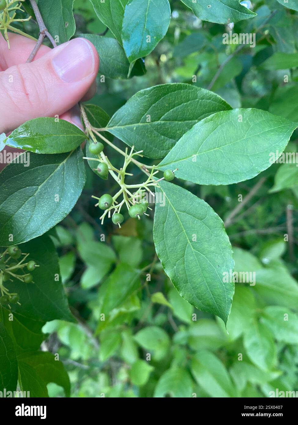 gray dogwood (Cornus racemosa), Plantae, Air Line State Park Trail ...