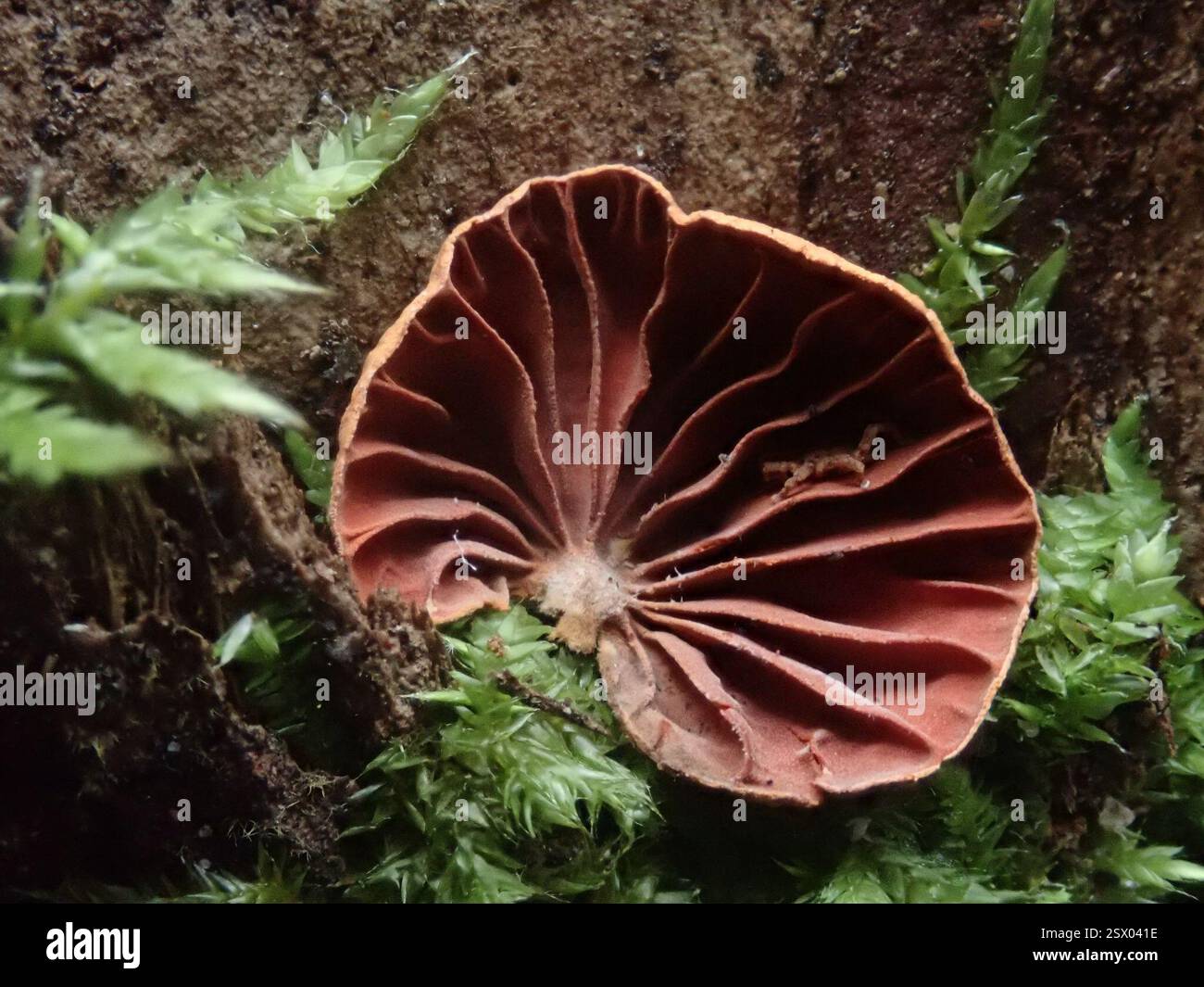 Orange Fan (Anthracophyllum archeri), Fungi, Victoria, AU Stock Photo ...