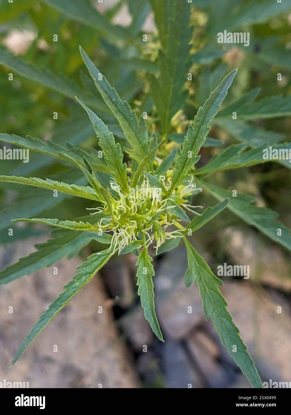 durango root (Datisca glomerata), Plantae, Ukiah, CA 95482, USA Stock Photo - Alamy