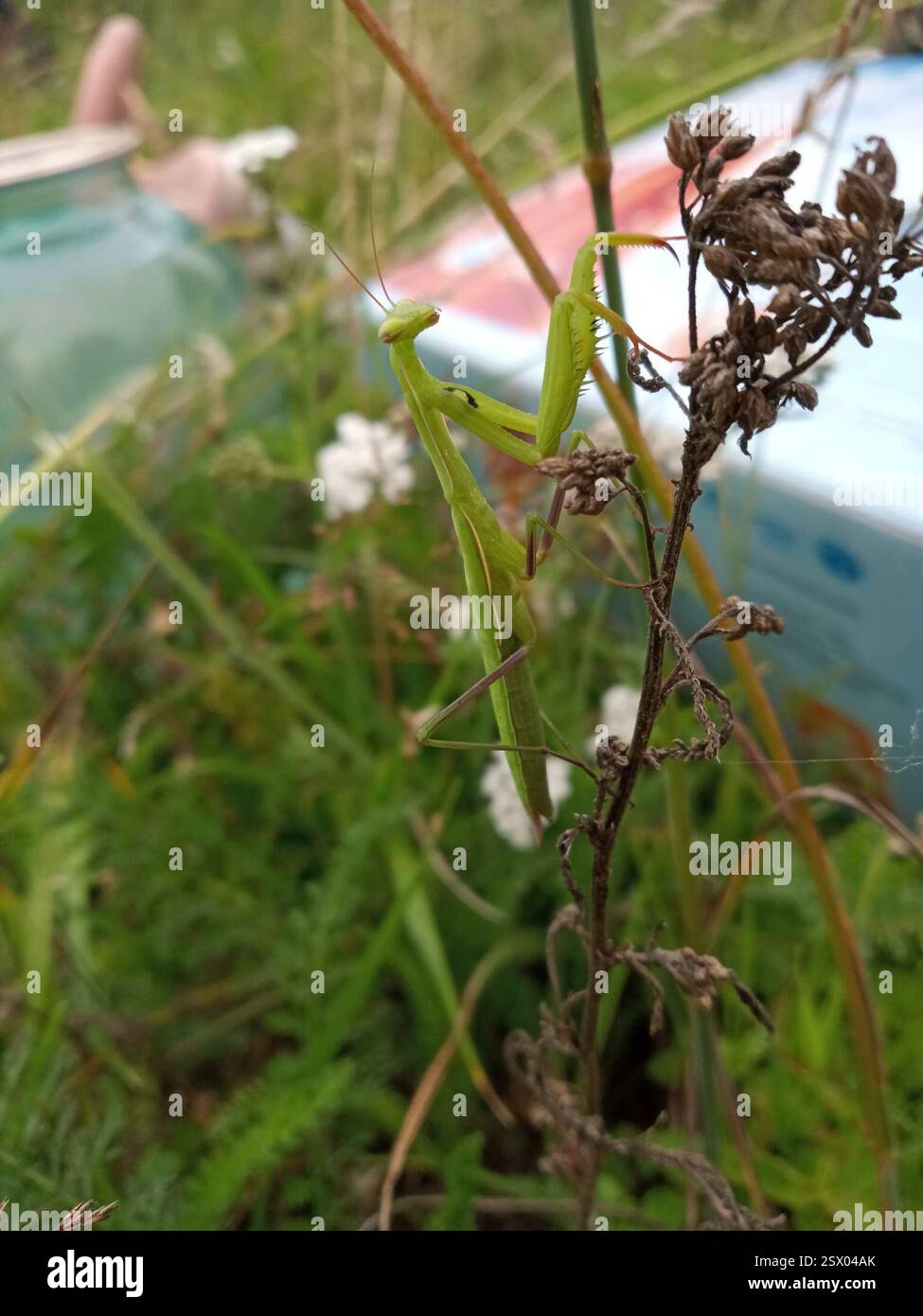 European Mantis (Mantis religiosa), Insecta, Pukhavichy, BY-MI, BY ...