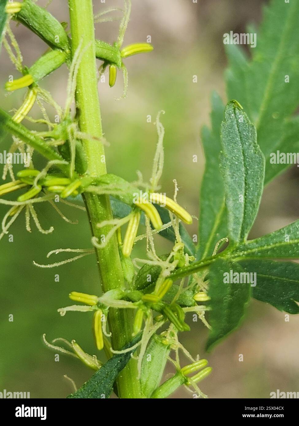 durango root (Datisca glomerata), Plantae, Idyllwild-Pine Cove, CA, USA Stock Photo - Alamy