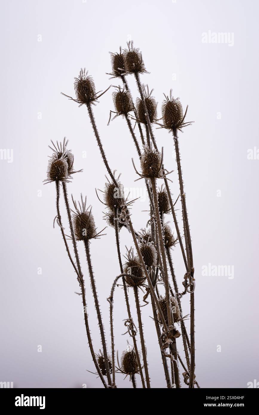 View of thistles (latin name: Carduus) covered with rime ice ...