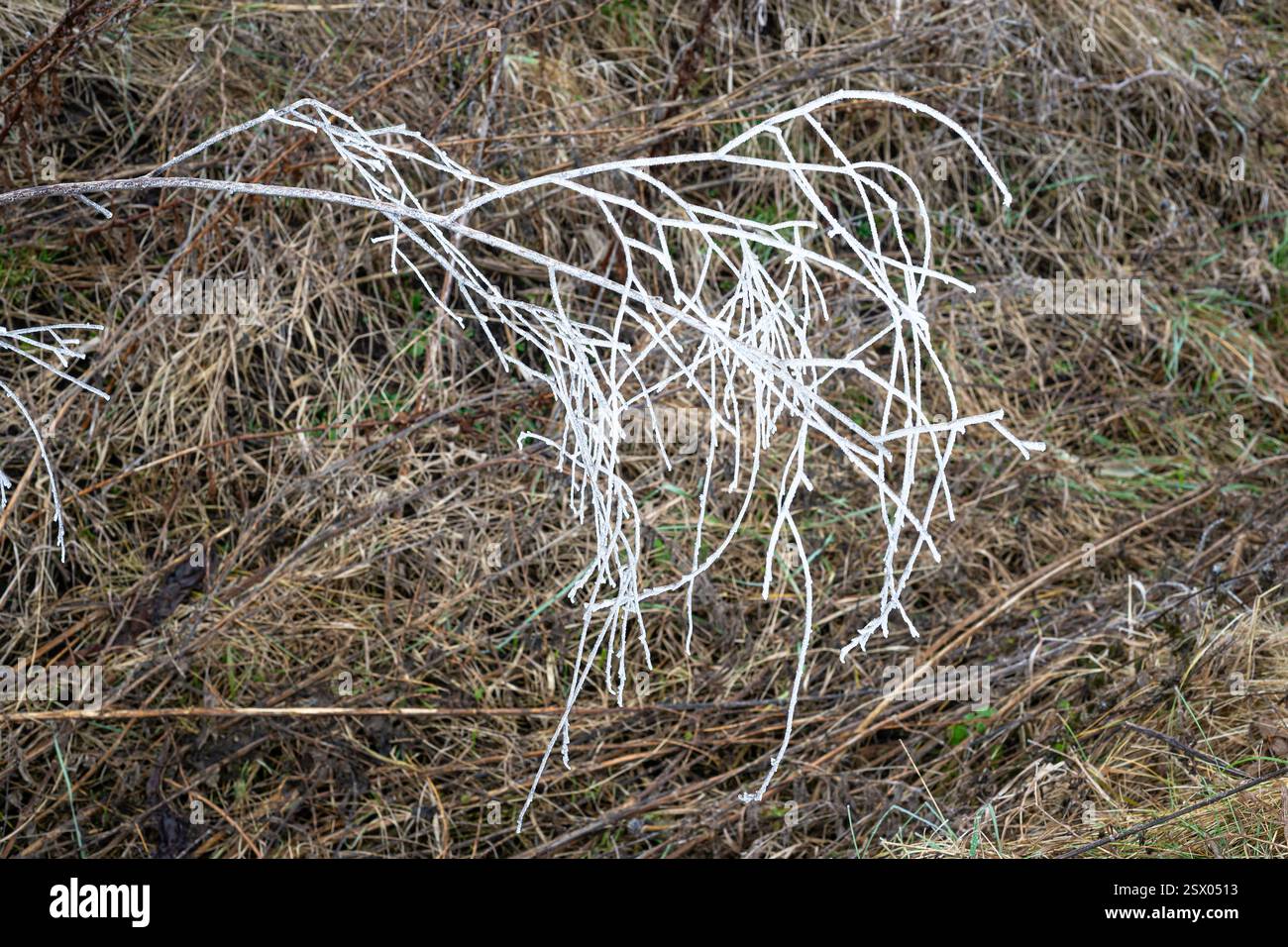 Hard rime or hoarfrost formed during the night by cooling of moist air ...