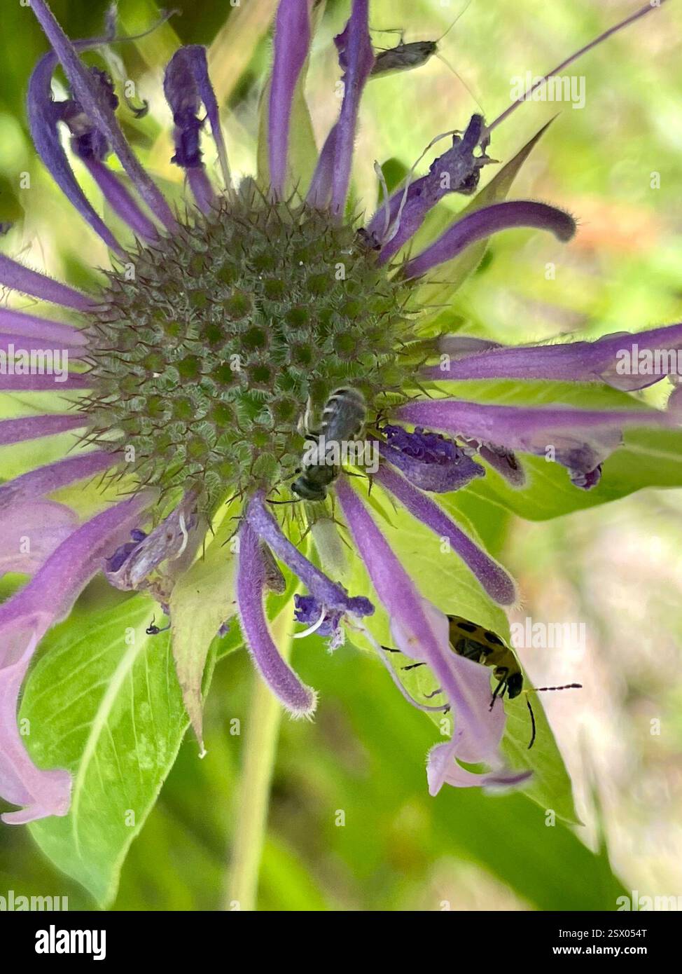 wild bergamot (Monarda fistulosa), Plantae, Bandelier National Monument ...