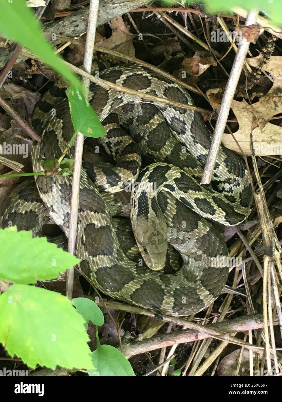 Eastern Foxsnake (Pantherophis vulpinus), Reptilia, Perrot State Park ...