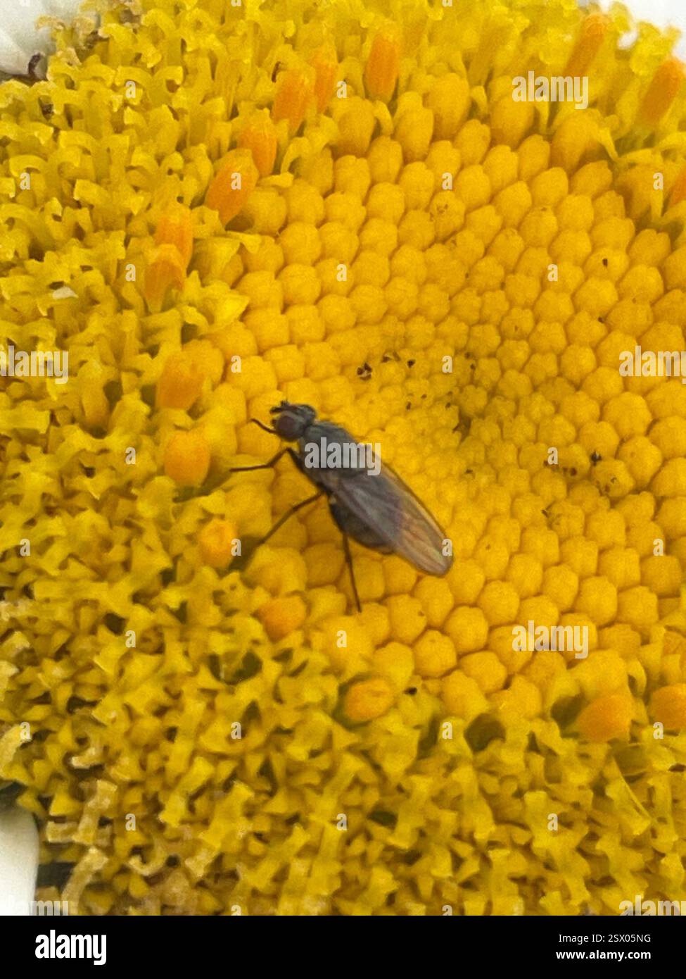 Winged and Once-winged Insects (Pterygota), Insecta, Victoria Park ...