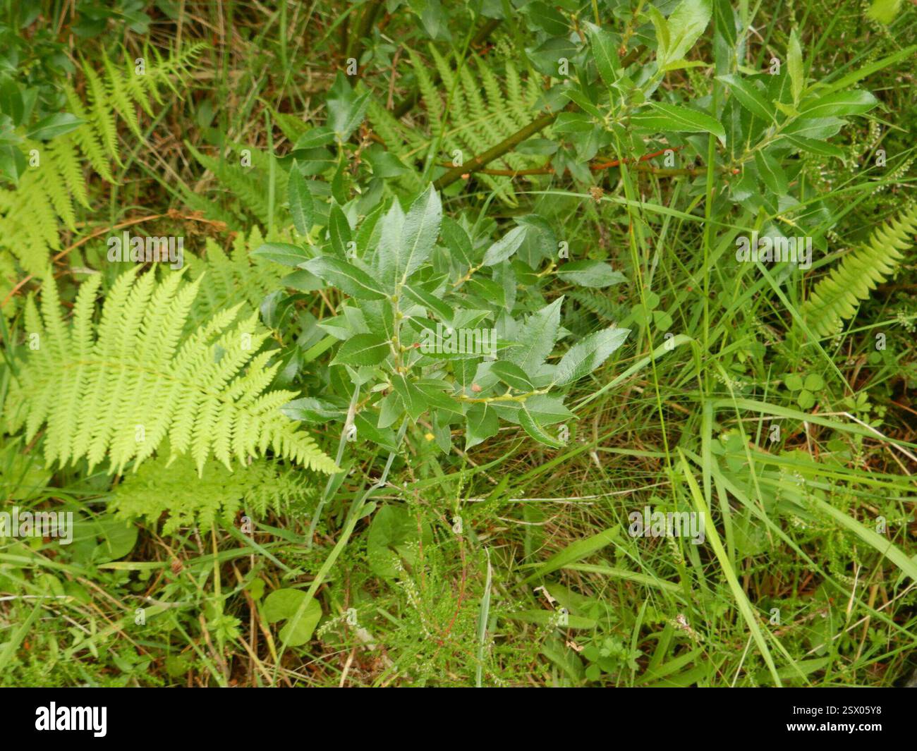 Willows (Salix), Plantae, Angus Council, UK Stock Photo - Alamy