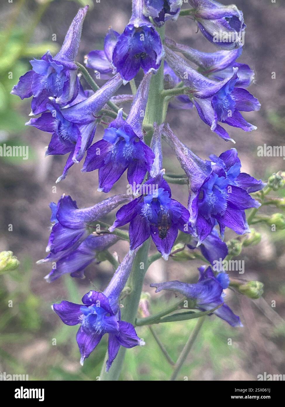 Subalpine Larkspur (Delphinium occidentale), Plantae, Cassia County, ID ...