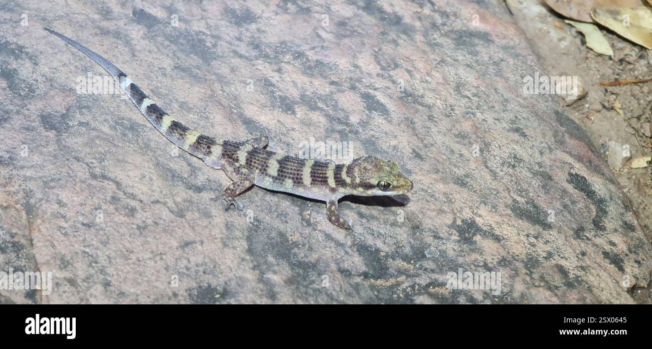 Common Prickly Gecko (Heteronotia binoei), Reptilia, Northern Territory ...