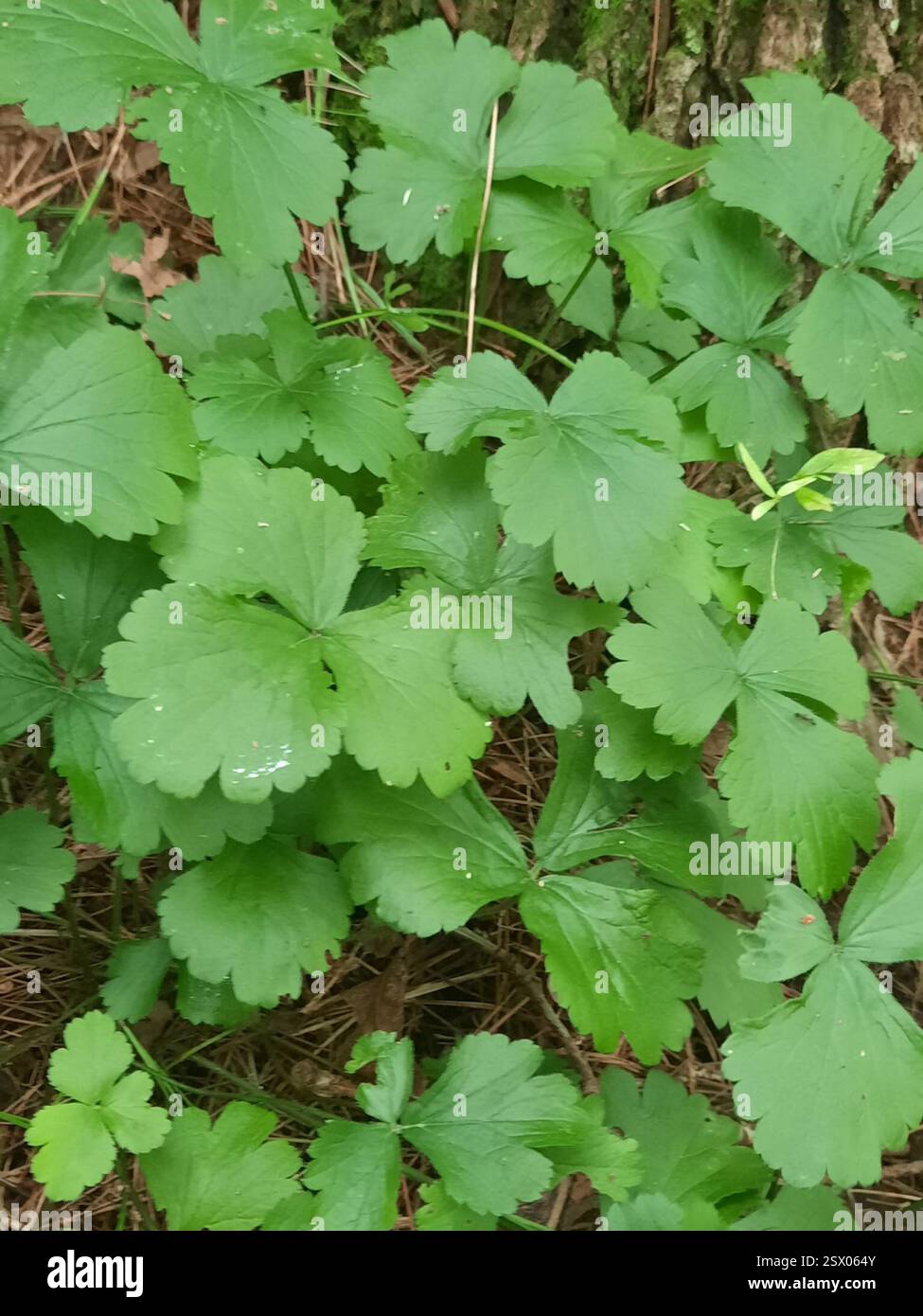 Appalachian barren-strawberry (Waldsteinia fragarioides), Plantae ...