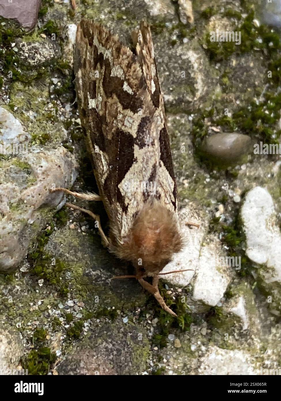 Map-winged Swift (Korscheltellus fusconebulosa), Insecta, Nordhäuser ...