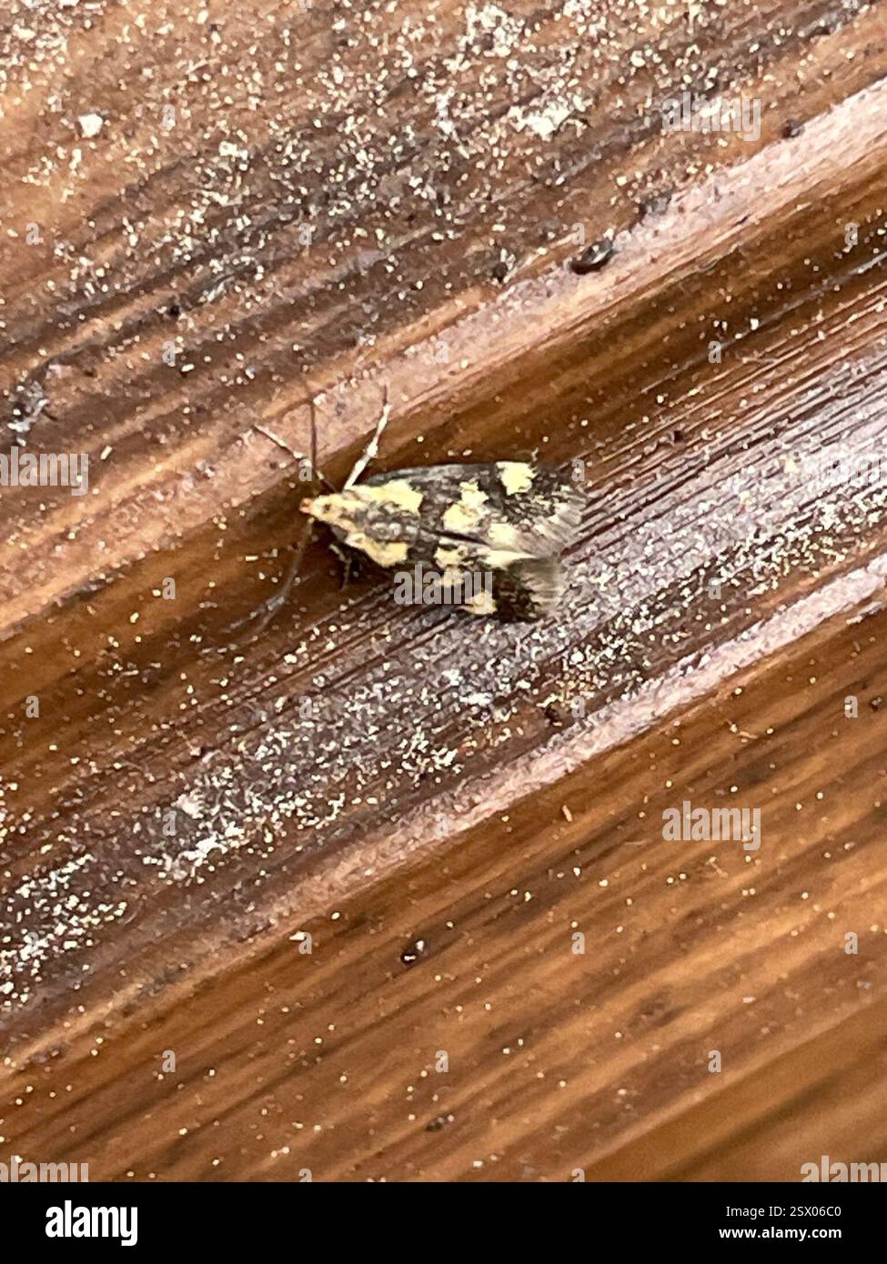 (Denisia), Insecta, Sipoonselkä, Kalkkiranta, 18, FI Stock Photo - Alamy