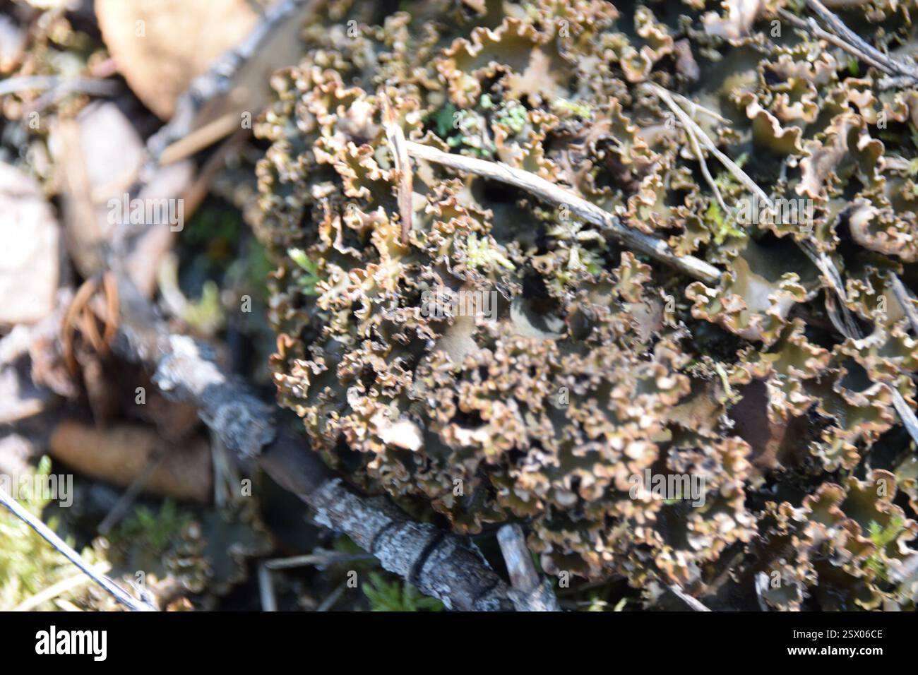 pelt lichens (Peltigera), Fungi, Powerview, Powerview-Pine Falls, MB ...