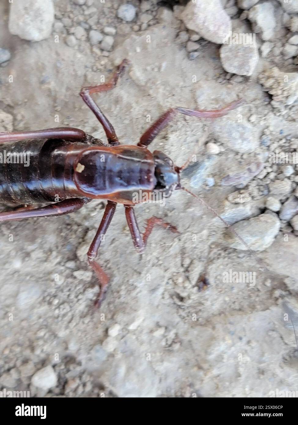 Mormon Cricket (Anabrus simplex), Insecta, Rangely, CO 81648, USA Stock ...