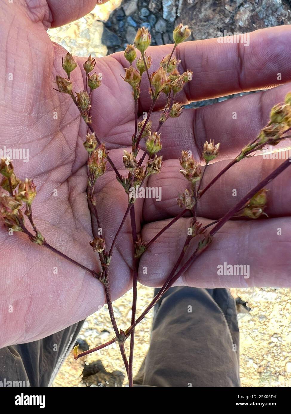 Tweedy's ivesia (Ivesia tweedyi), Plantae, Kittitas County, WA, USA ...