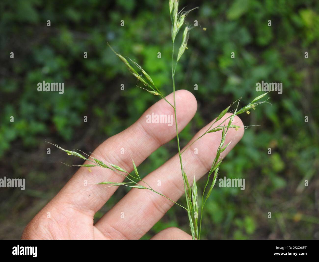 Giant Fescue (Lolium giganteum), Plantae, Neckarau, 68199 Mannheim ...