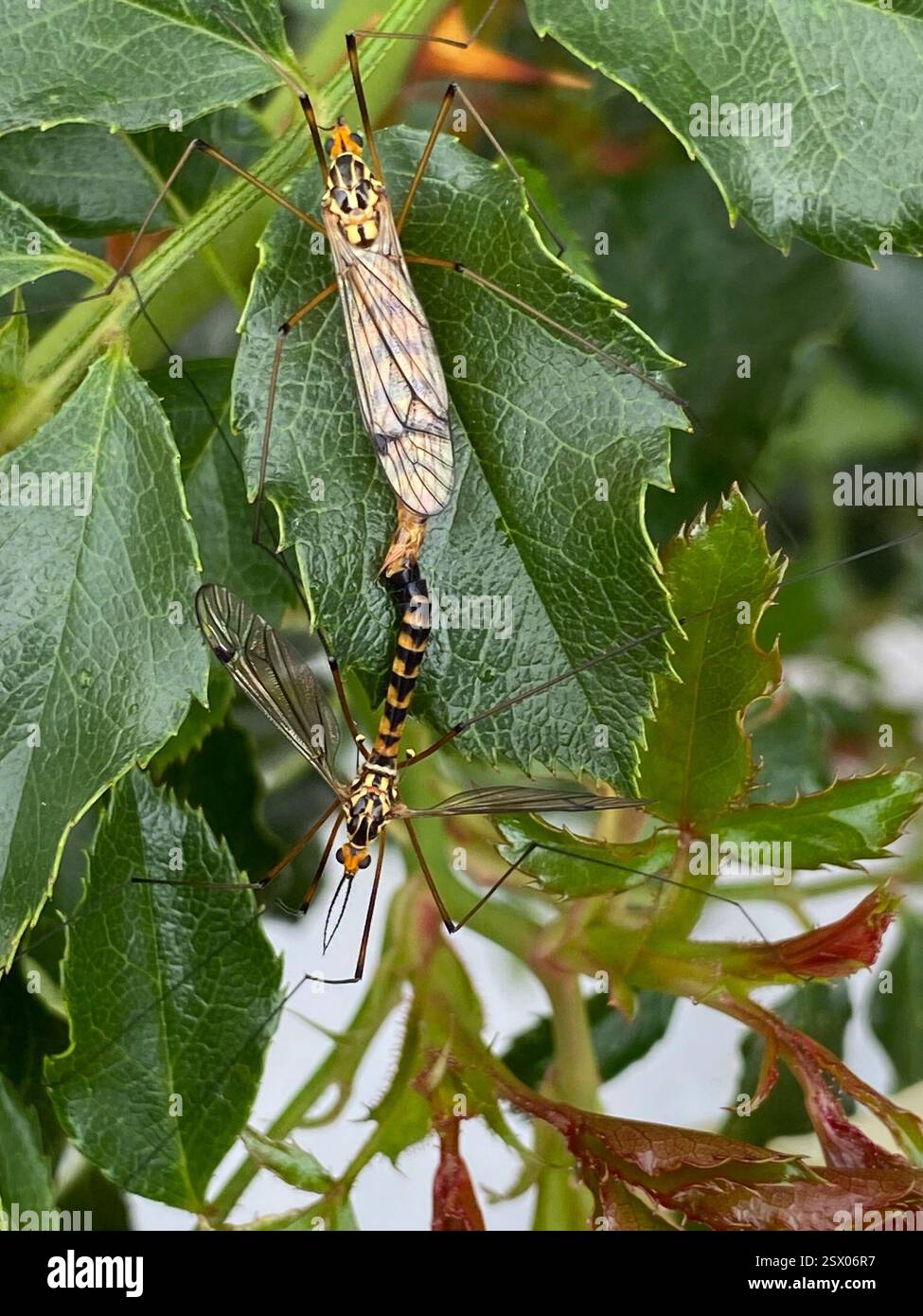 (Nephrotoma scalaris), Insecta, Feudenheim, Mannheim, Baden-Württemberg ...