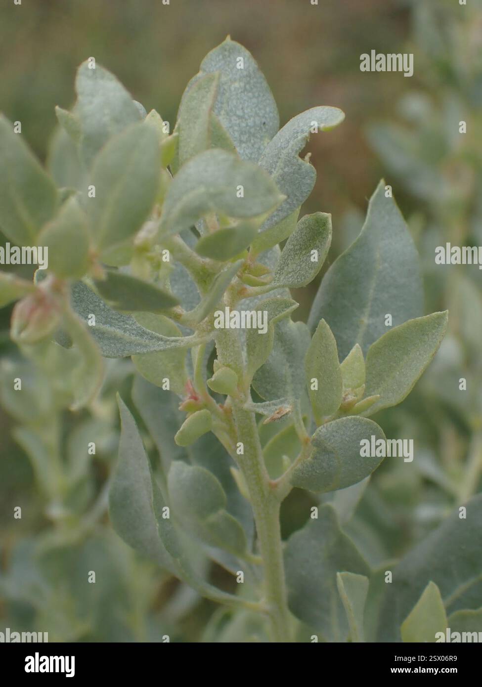 Mediterranean Saltbush (Atriplex halimus), Plantae, 64600 Anglet ...