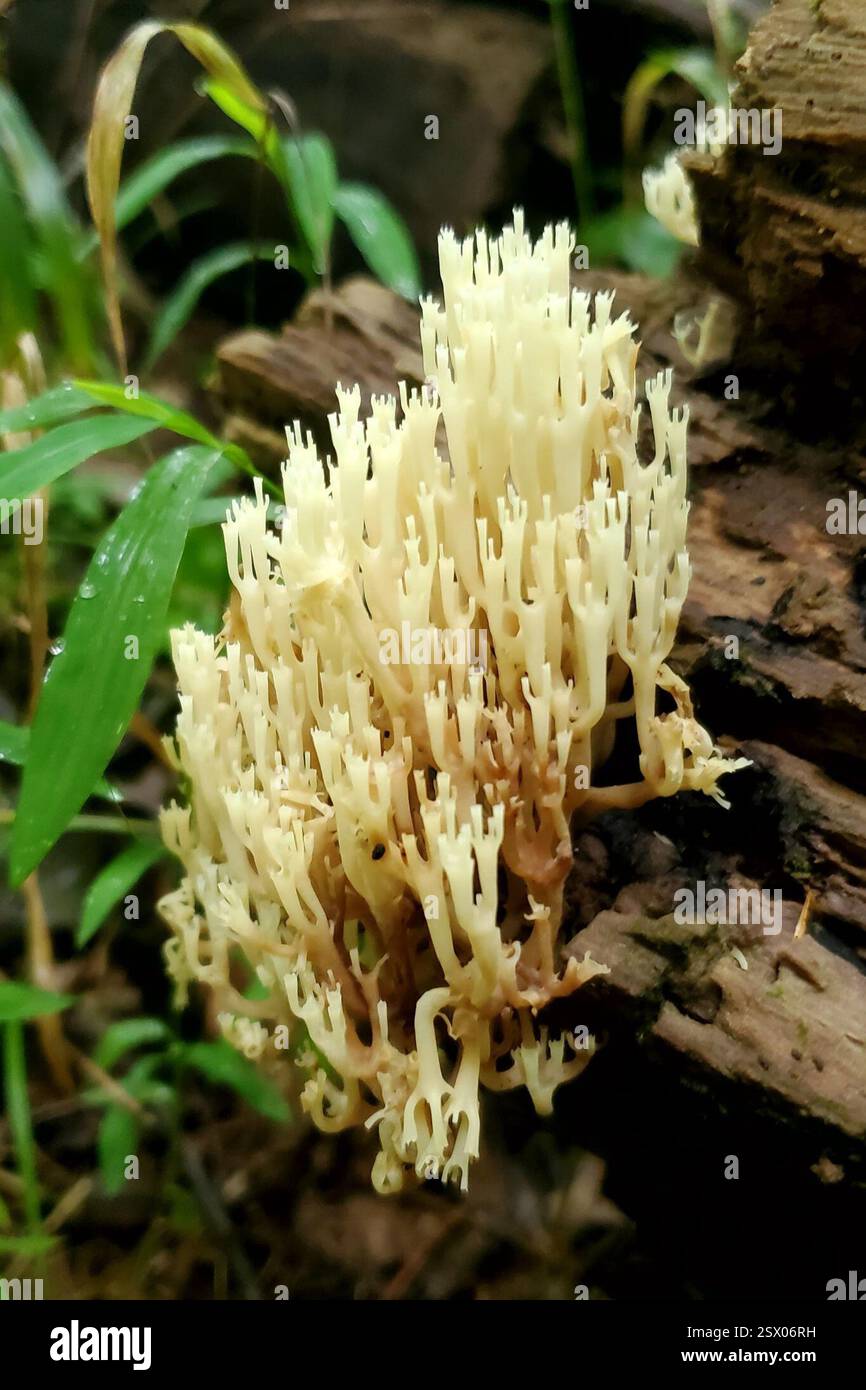 crown-tipped coral fungus (Artomyces pyxidatus), Fungi, Lexington, KY ...
