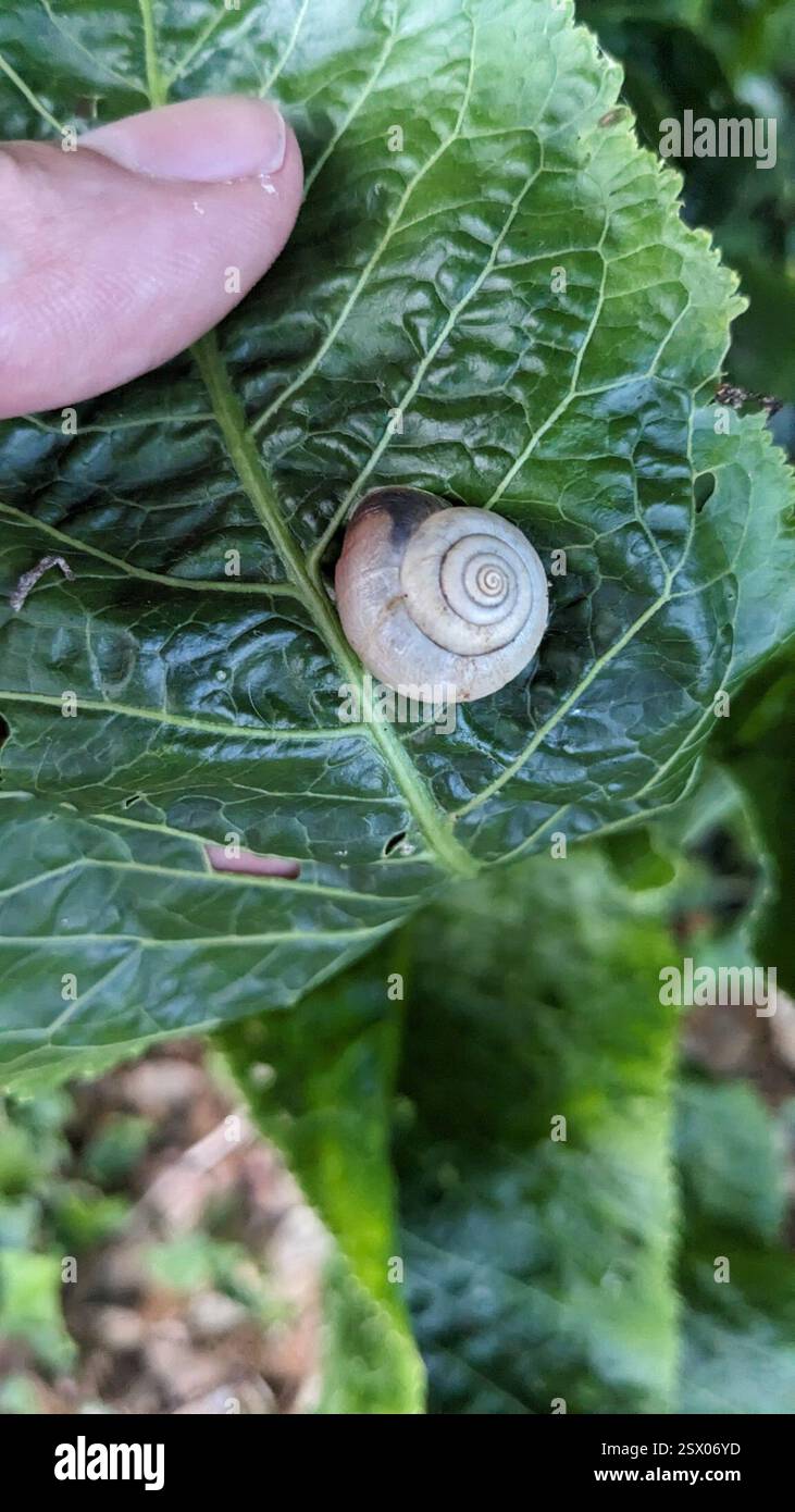 Kentish Snail (Monacha cantiana), Mollusca, Cliffsend, UK Stock Photo ...