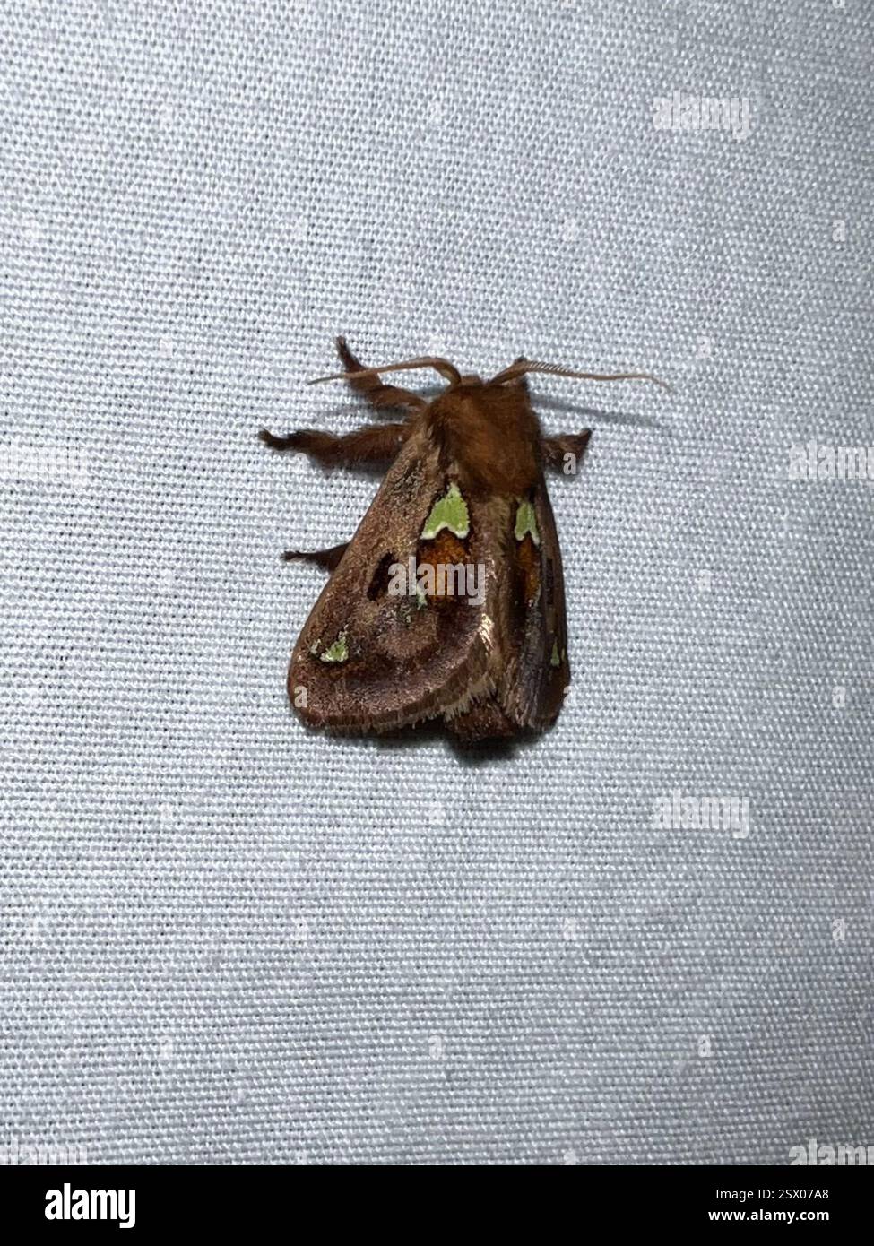 Spiny Oak-slug Moth (Euclea delphinii), Insecta, The Adirondack ...
