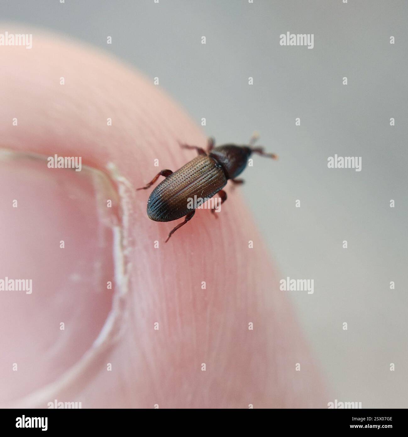 (Mesites), Insecta, Kosanin dol, Pancharevo, Bulgaria Stock Photo - Alamy