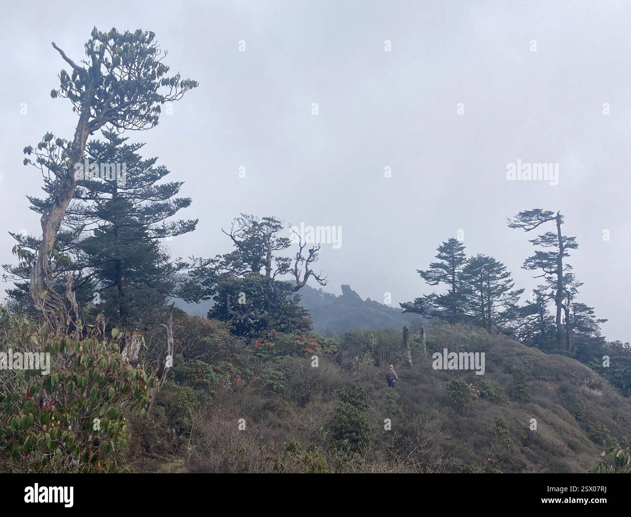 Sikkim fir (Abies densa), Plantae, Mechi, NP, 3000m Stock Photo - Alamy