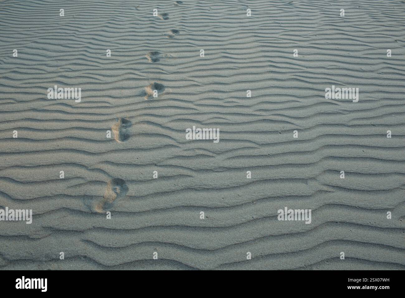 human footprints on sand dunes, in a desert, close-up Stock Photo - Alamy