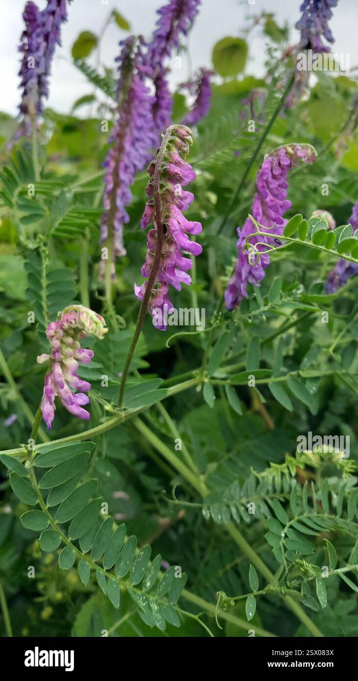 tufted vetch (Vicia cracca), Plantae, Tiverton EX16 4NJ, UK, Climbing ...