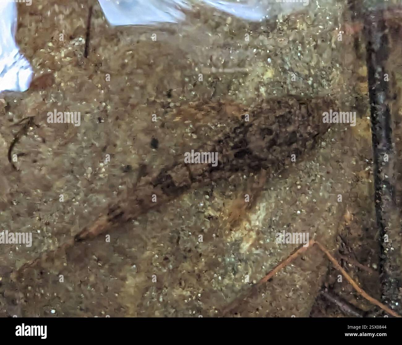 Freshwater Sculpins (Cottus), Actinopterygii, Hiawassee, GA 30546, USA ...