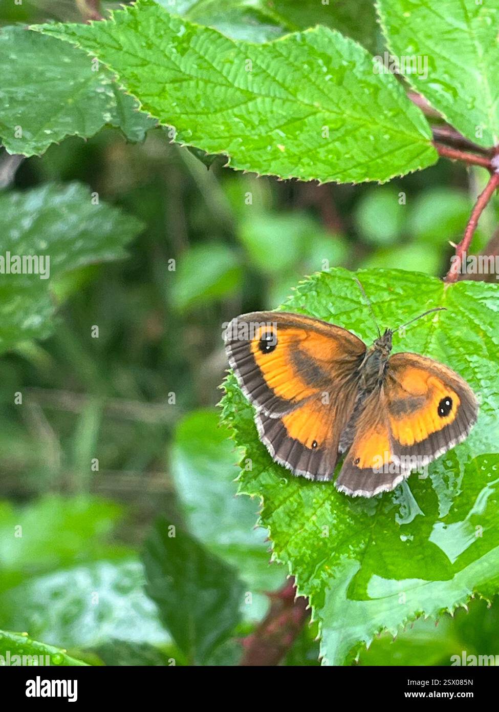 Gatekeeper (Pyronia tithonus), Insecta, Claremont Landscape Garden ...