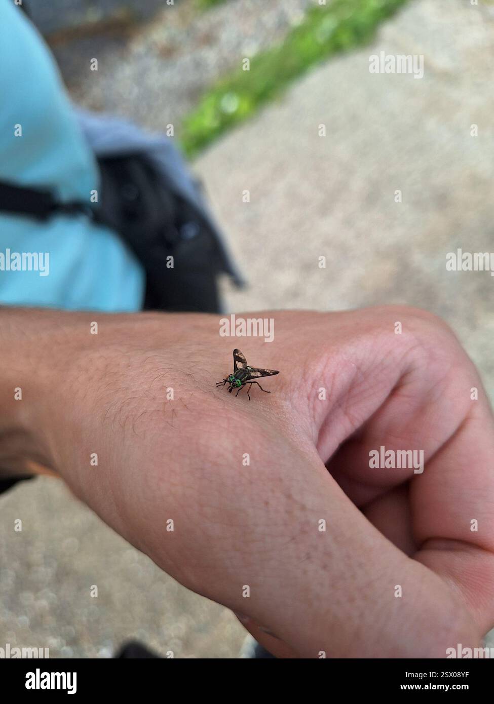 Twin-lobed Deer Fly (Chrysops relictus), Insecta, Ørestad Syd, Kastrup ...