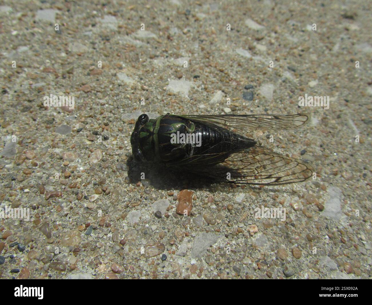 (Tacuini), Insecta, Southwest Garden, St. Louis, MO, USA, Found dead on ...