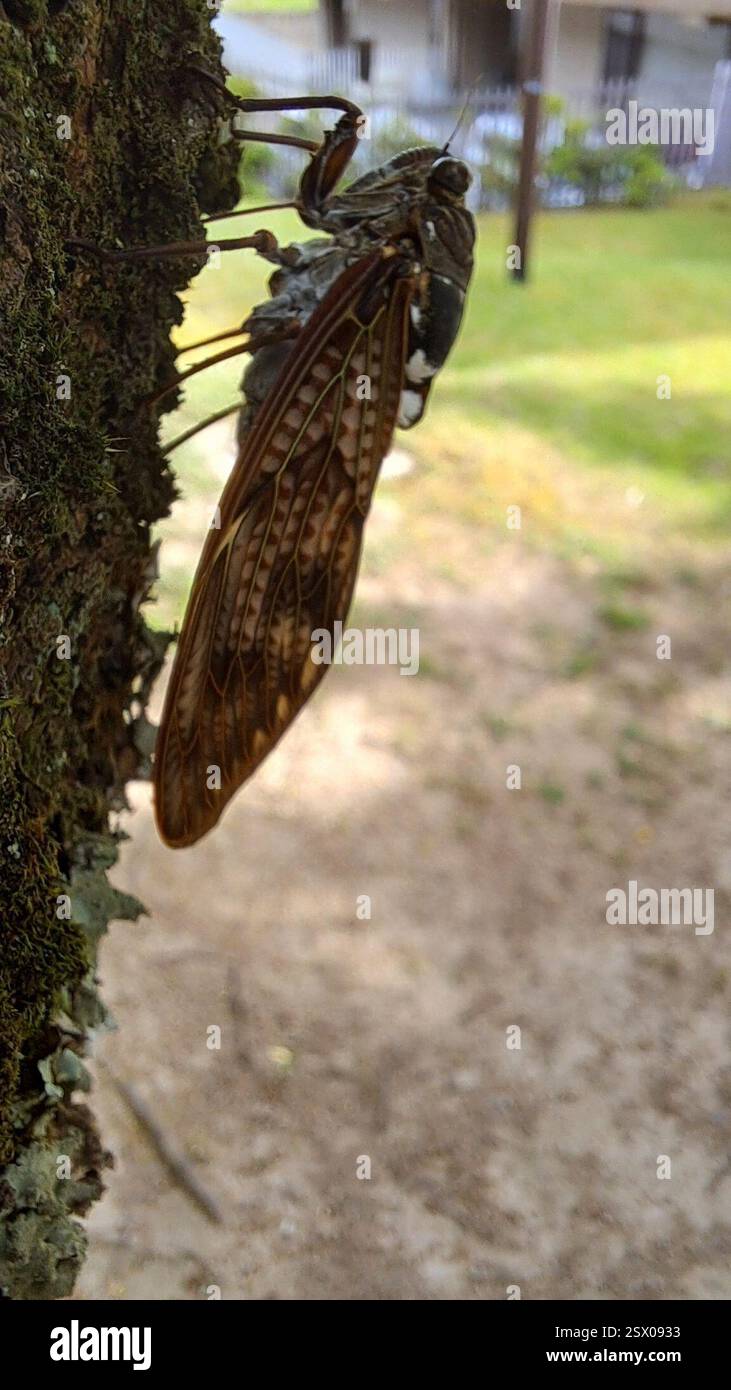 Large Brown Cicada (Graptopsaltria nigrofuscata), Insecta, 11 ...