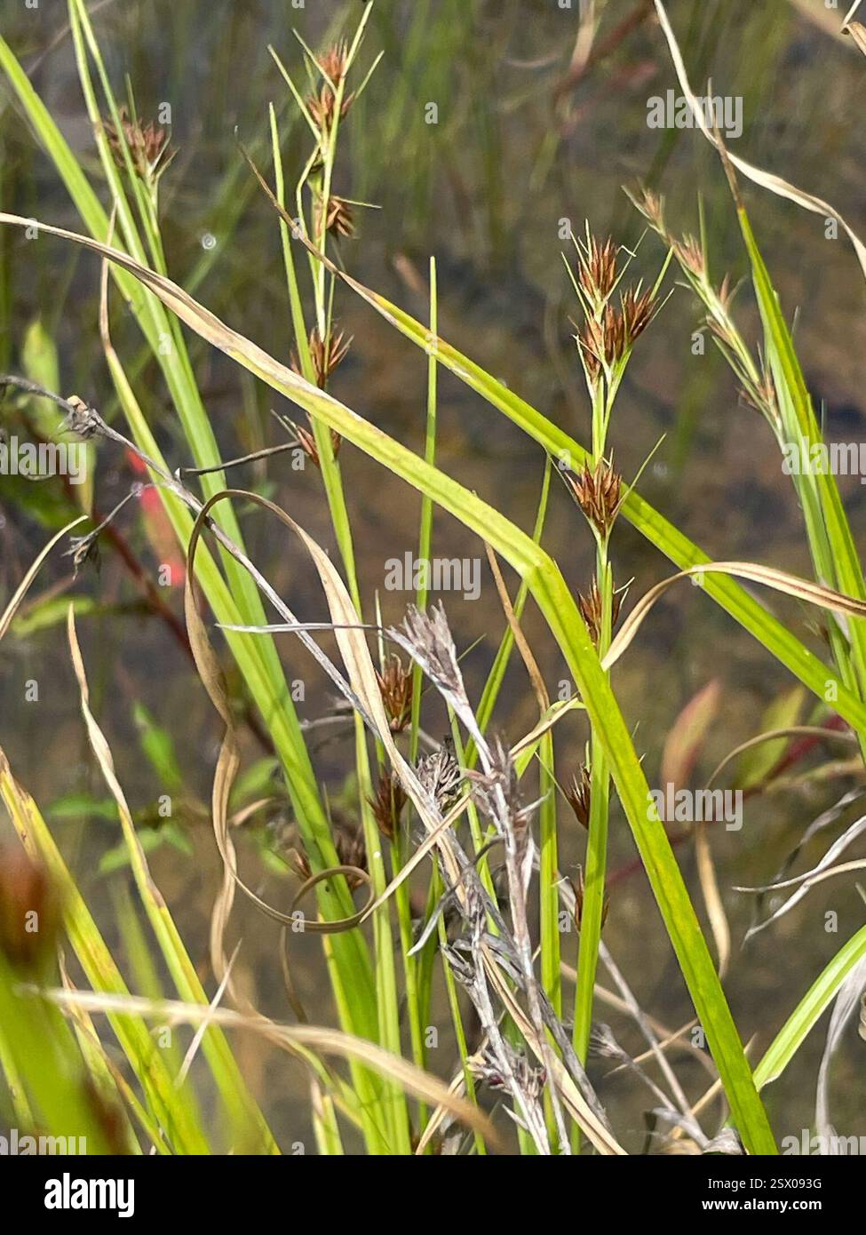 Clustered Beaksedge (Rhynchospora glomerata), Plantae, Mount Gilead, NC ...