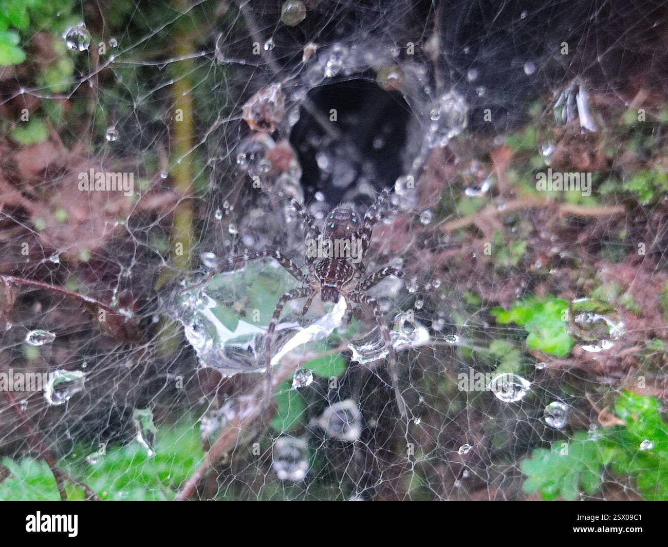Funnel-web Wolf Spiders (Hippasa), Arachnida, Pathamuttam, Kerala ...