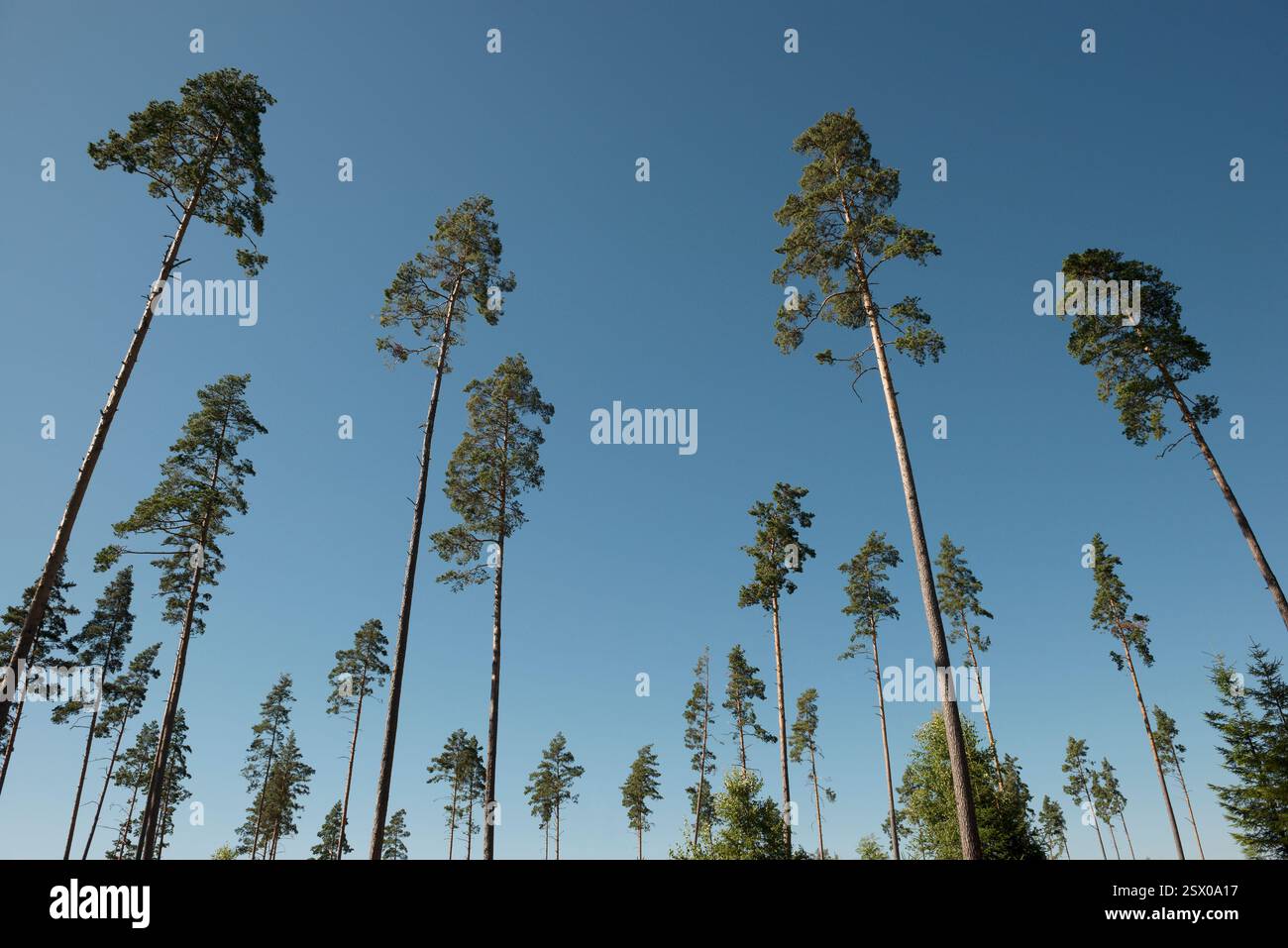 Tops trees pine hi-res stock photography and images - Alamy
