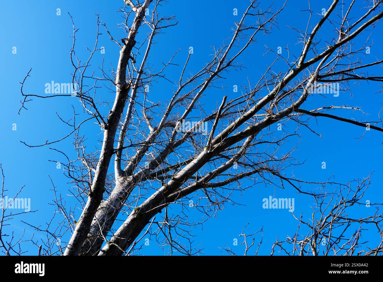 Tree crown without leaves Stock Photo - Alamy