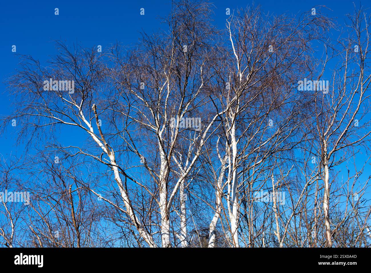 Birch tree crown without leaves Stock Photo - Alamy