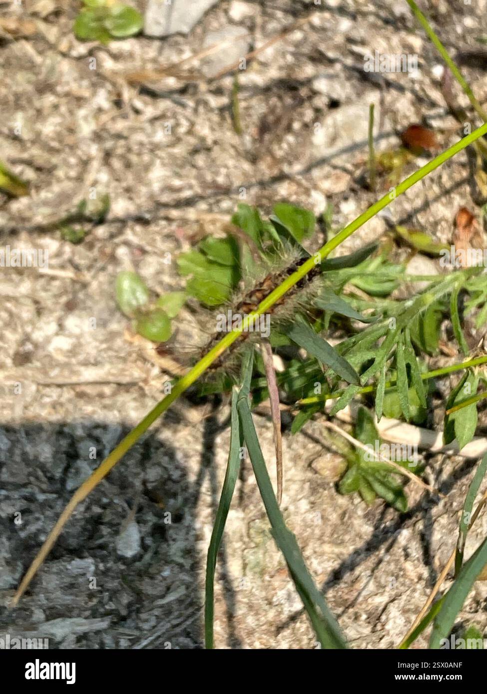 Spongy Moth (Lymantria dispar), Insecta, Indiana Dunes National Park ...