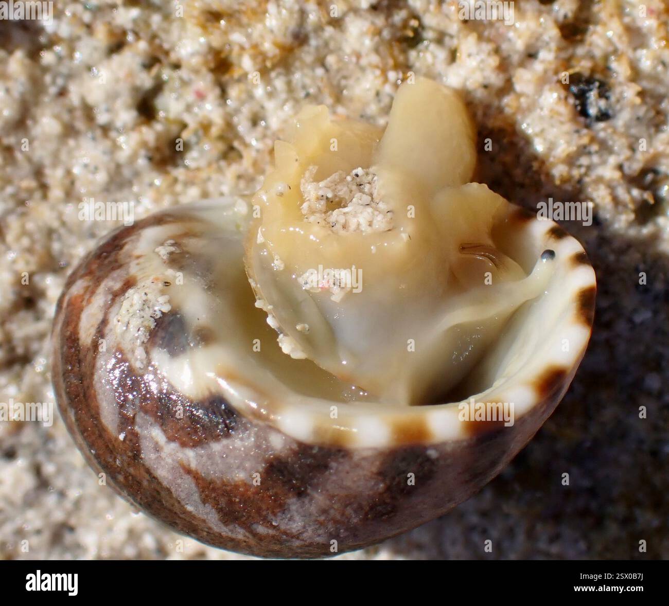 Gastropods (Gastropoda), Mollusca, Dibab, Red Sea, EG Stock Photo - Alamy
