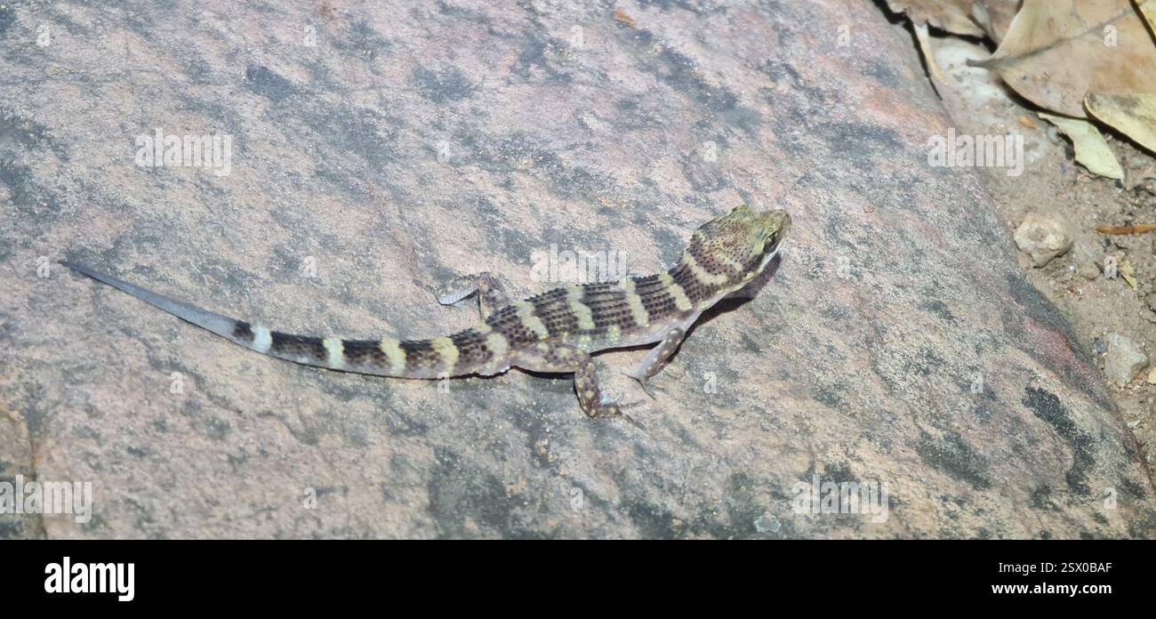 Common Prickly Gecko (Heteronotia binoei), Reptilia, Northern Territory ...